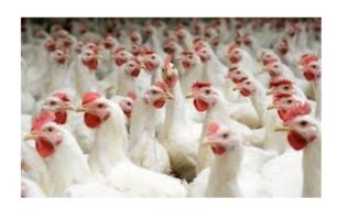 Poultry Chickens I - Meaning and Importance of Poultry and Ways of ...