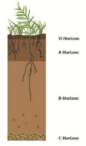Meaning of Soil | Factors of Soil Formation | Soil Formation Process ...