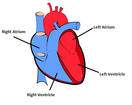 The Human Circulatory System (The Human Heart) - Meaning of Circulatory ...