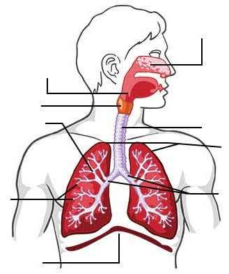 Respiratory System - Meaning and Organs of Respiratory System ...